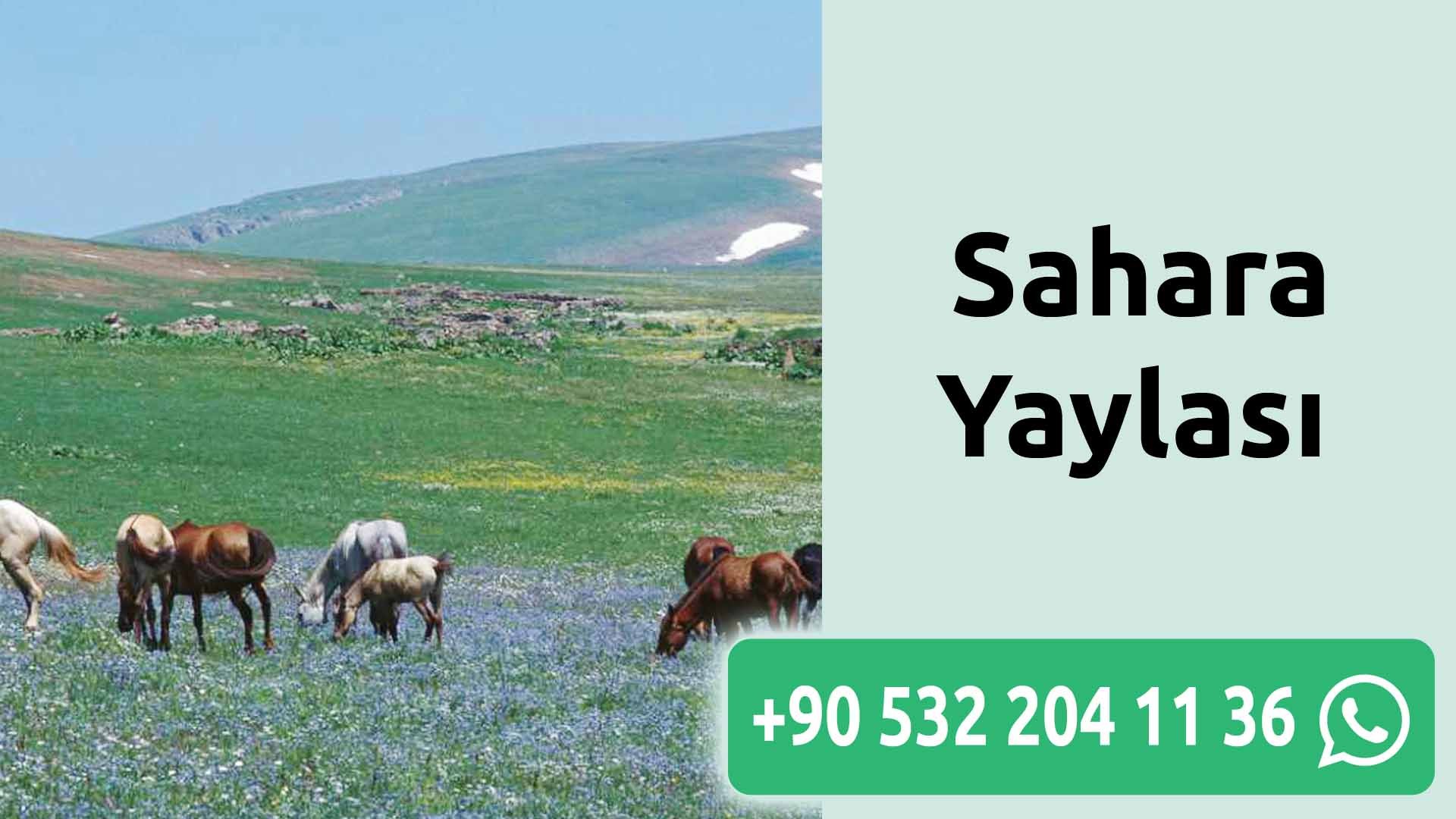 sahara şenlikleri, Rize Fırtına Deresi Necran Ayder Bungalow